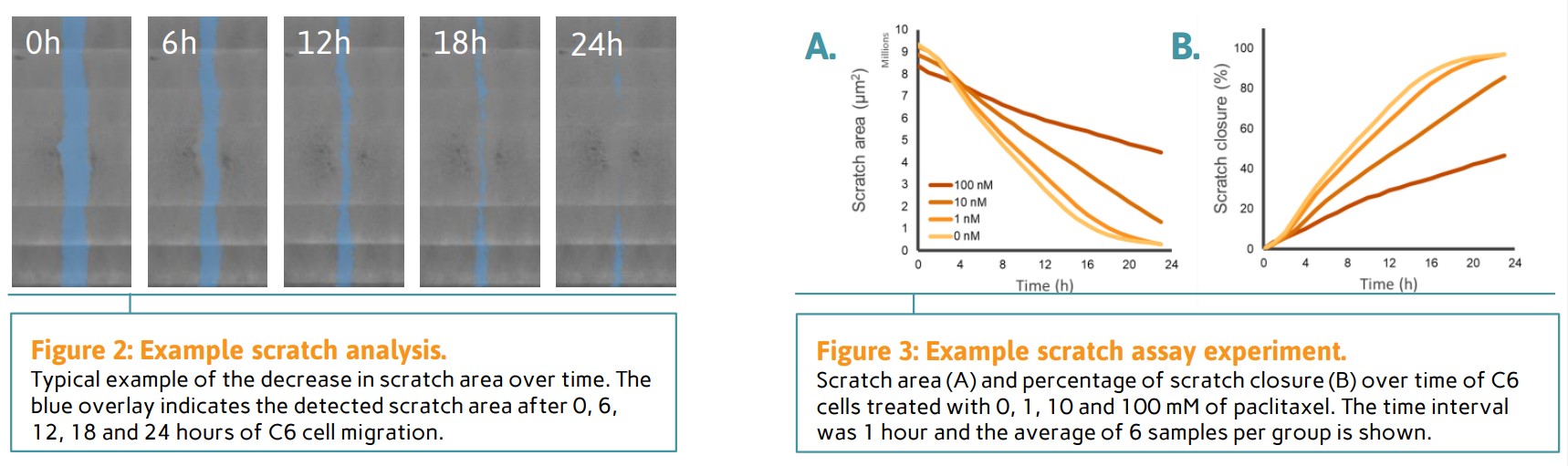 Scratch Assay Protocol | Axion Biosystems